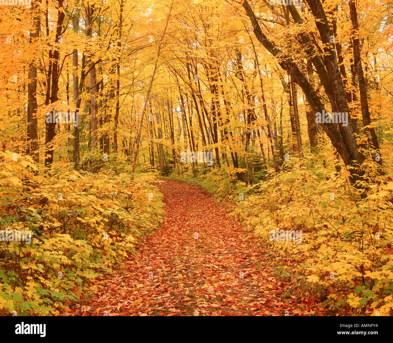 Leaf-Covered Path in Forest, Muskoka, Ontario, Canada Stock Photo - Alamy