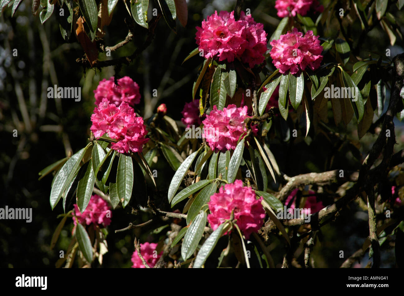 Nepali rhododendron hi-res stock photography and images - Alamy