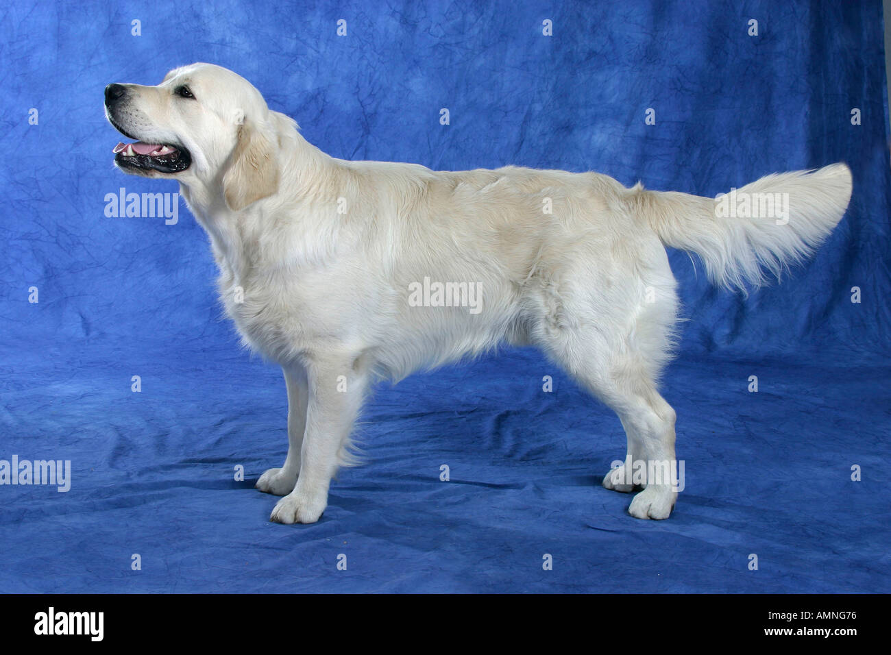 Golden Retriever Saeugetiere mammals animals Haushund domestic dog Haustier Heimtier pet innen ...