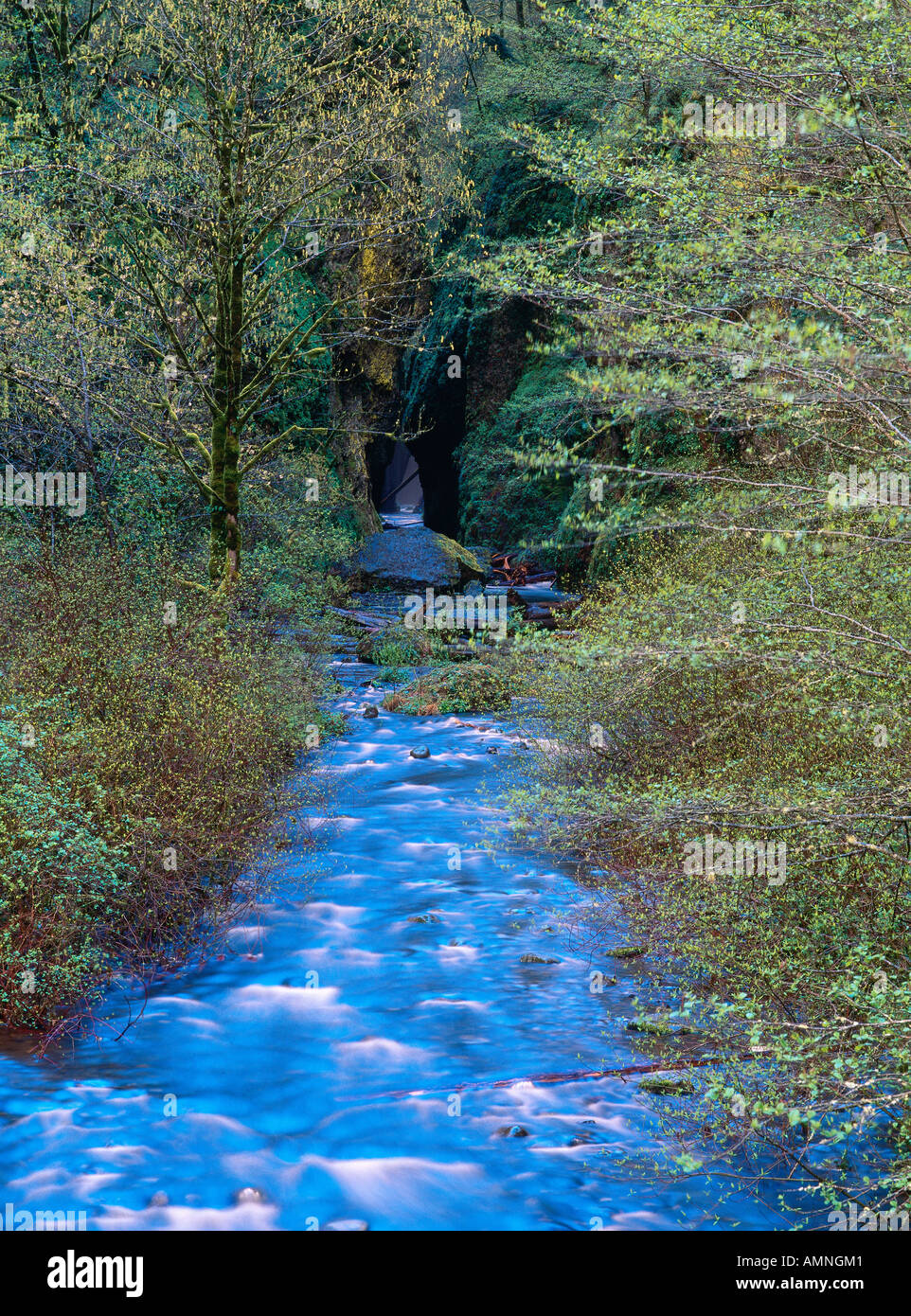 Oneonta Gorge, Columbia River Gorge, Oregon, USA Stock Photo - Alamy
