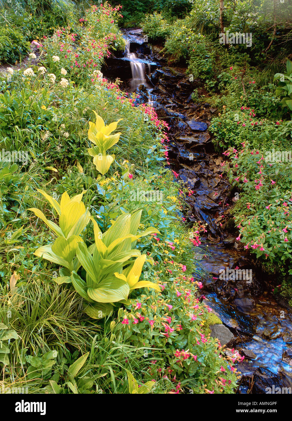 American false hellebore hi-res stock photography and images - Alamy