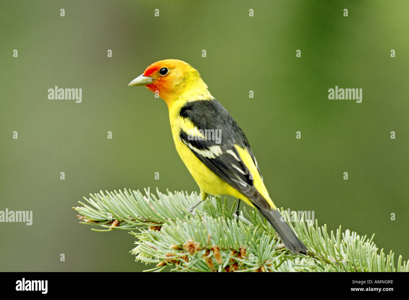 Western tanager colorado hi-res stock photography and images - Alamy