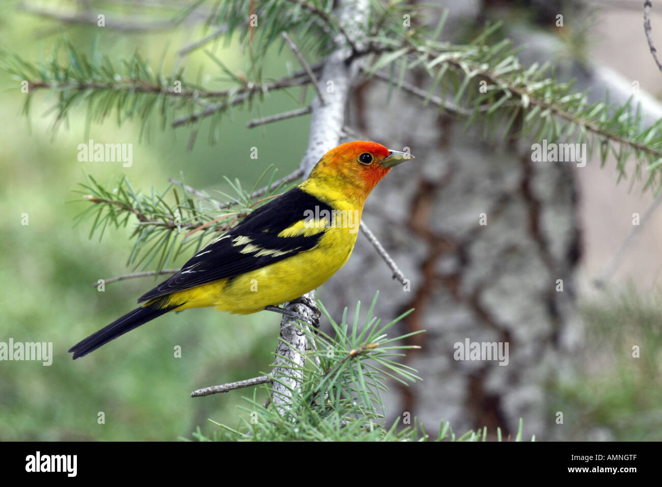 Western tanager colorado hi-res stock photography and images - Alamy