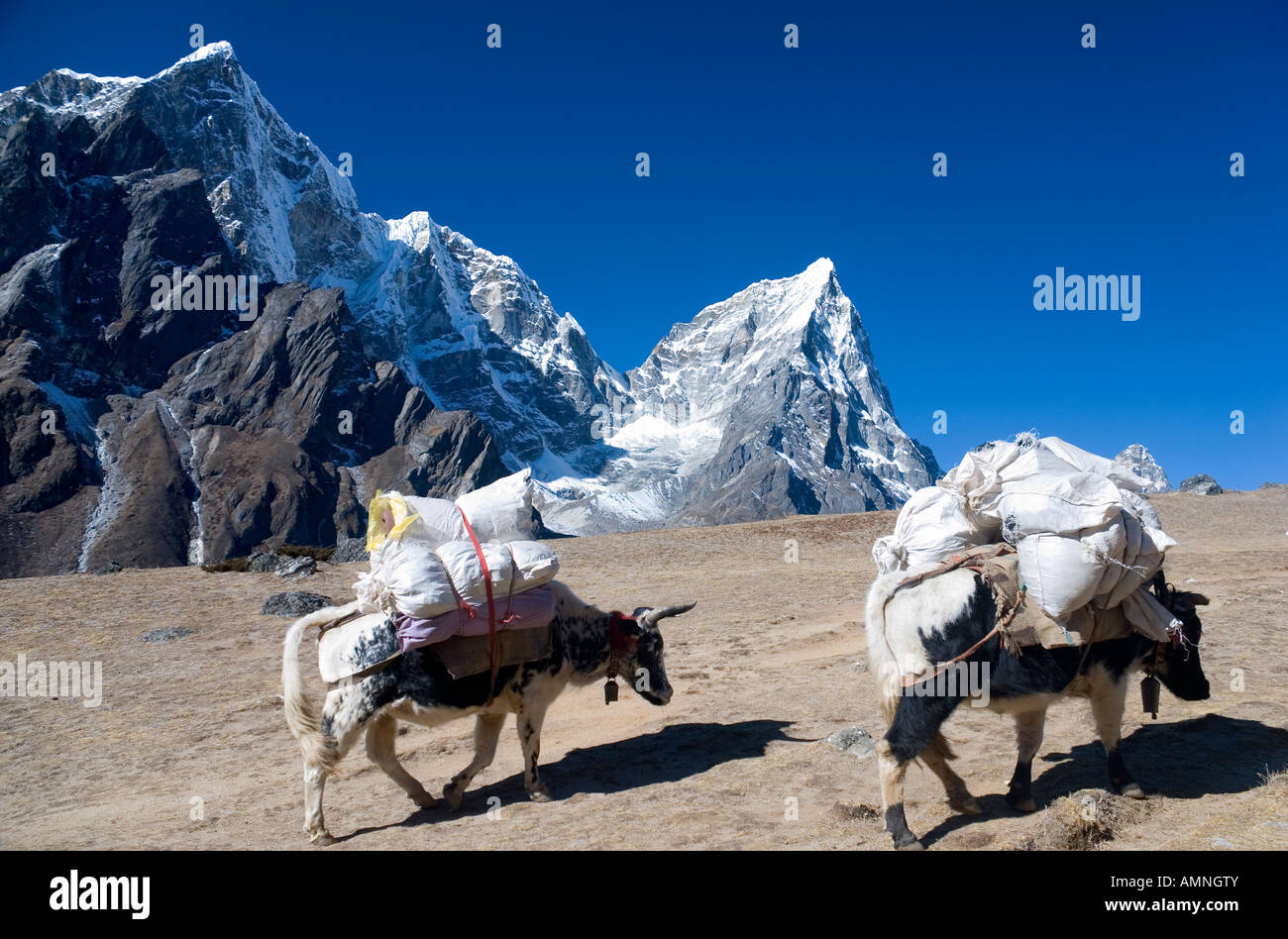 Yak carrying load hi-res stock photography and images - Alamy