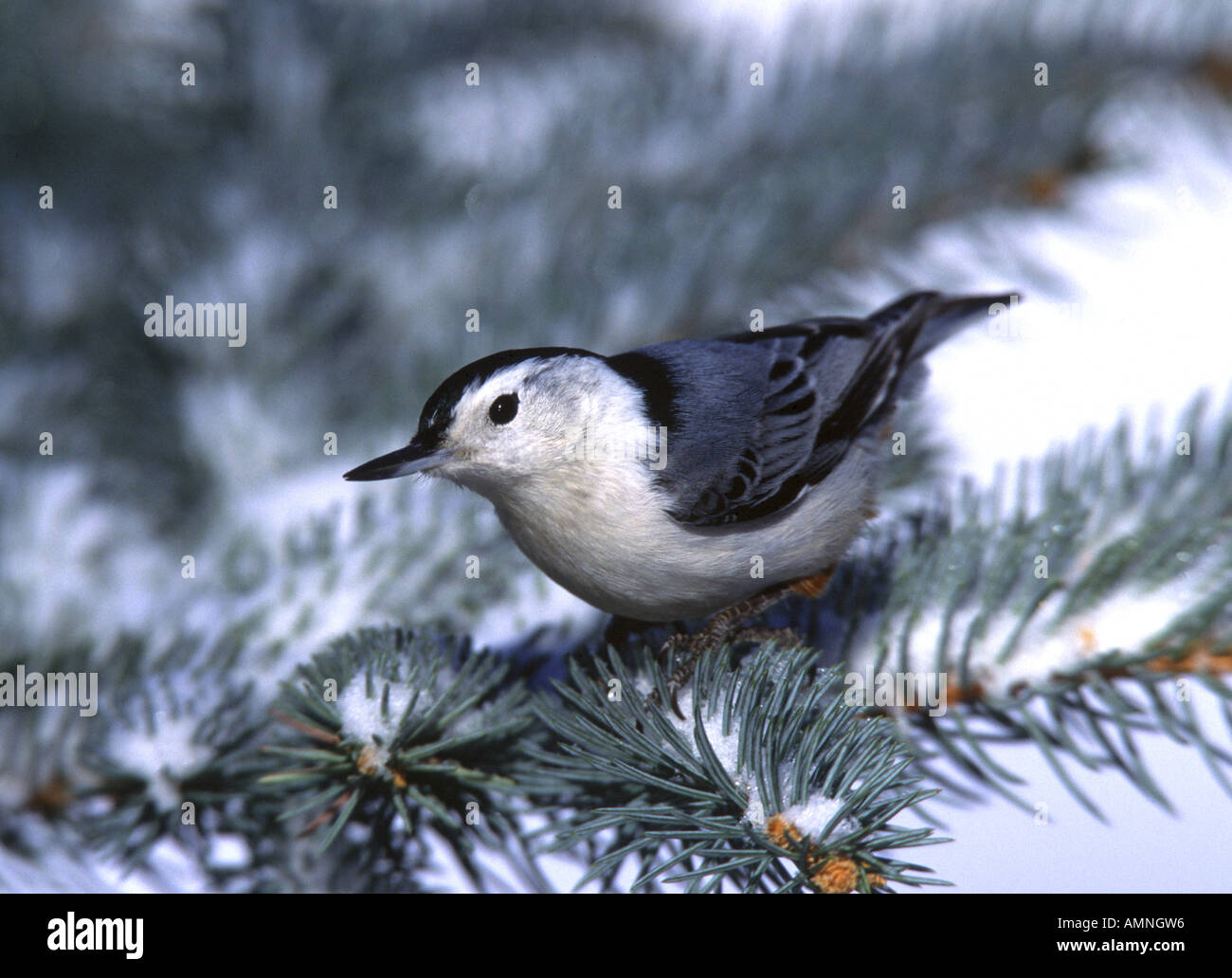 White breasted Nuthatch in Snow Stock Photo - Alamy