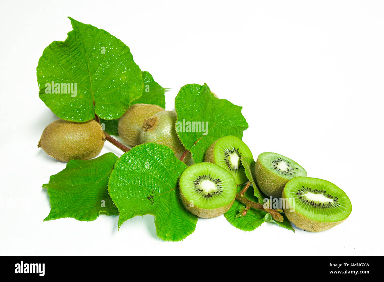 Kiwis plant hi-res stock photography and images - Alamy