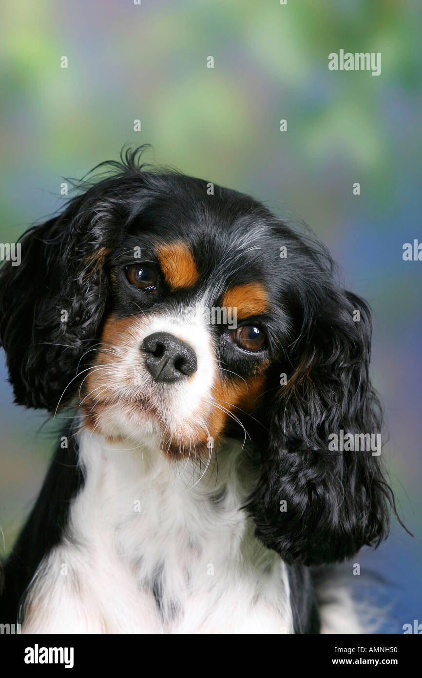 Cavalier King Charles Spaniel tricolour Cavalier King Charles Spaniel ...