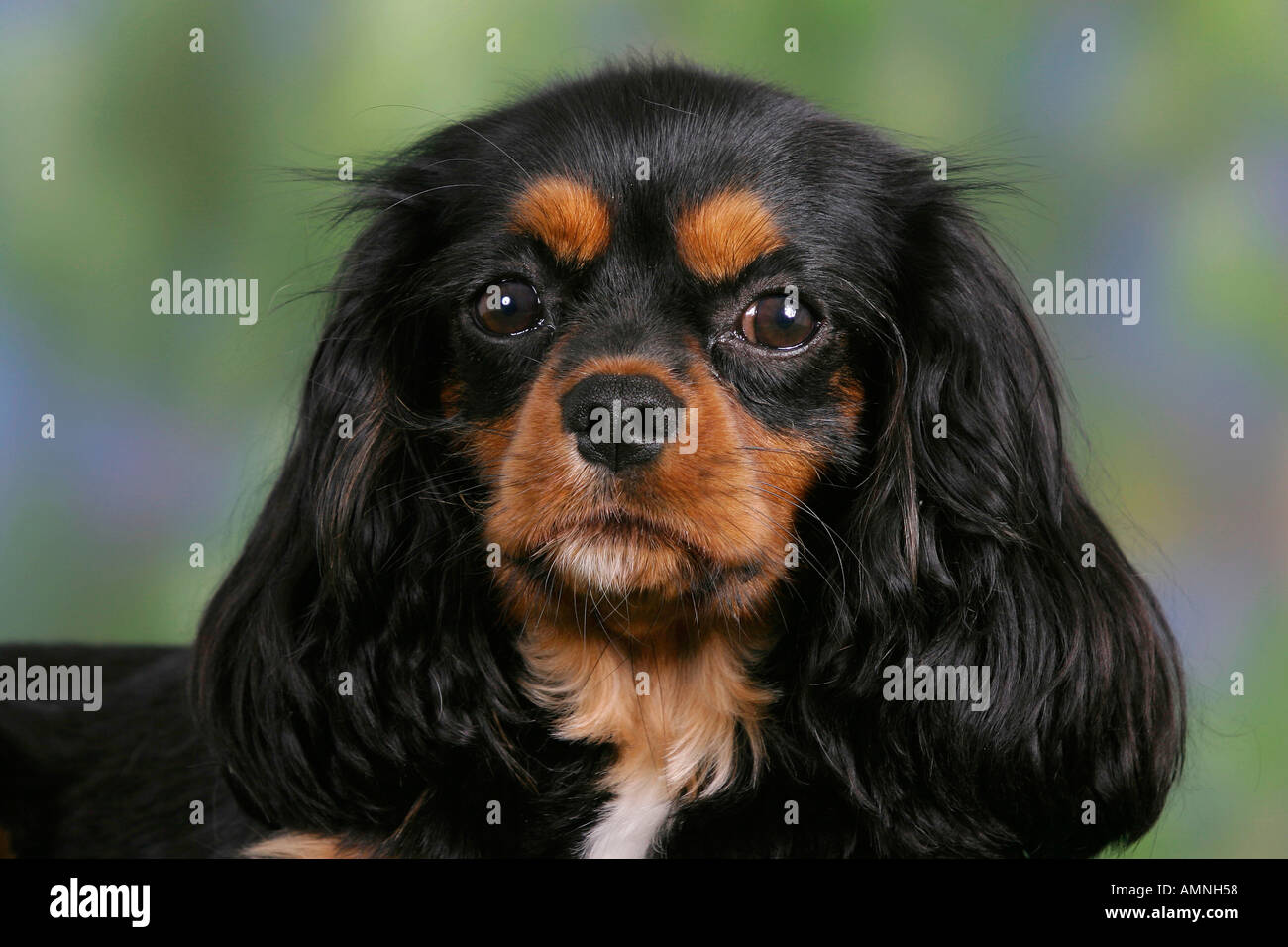 Cavalier King Charles Spaniel black and tan Cavalier King Charles ...
