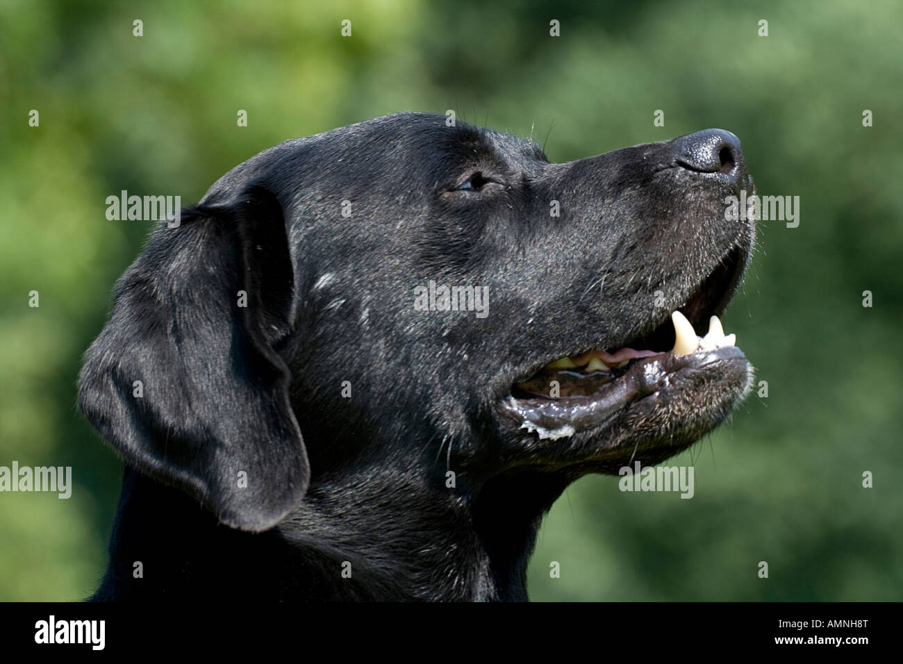 Production of furs hi-res stock photography and images - Alamy