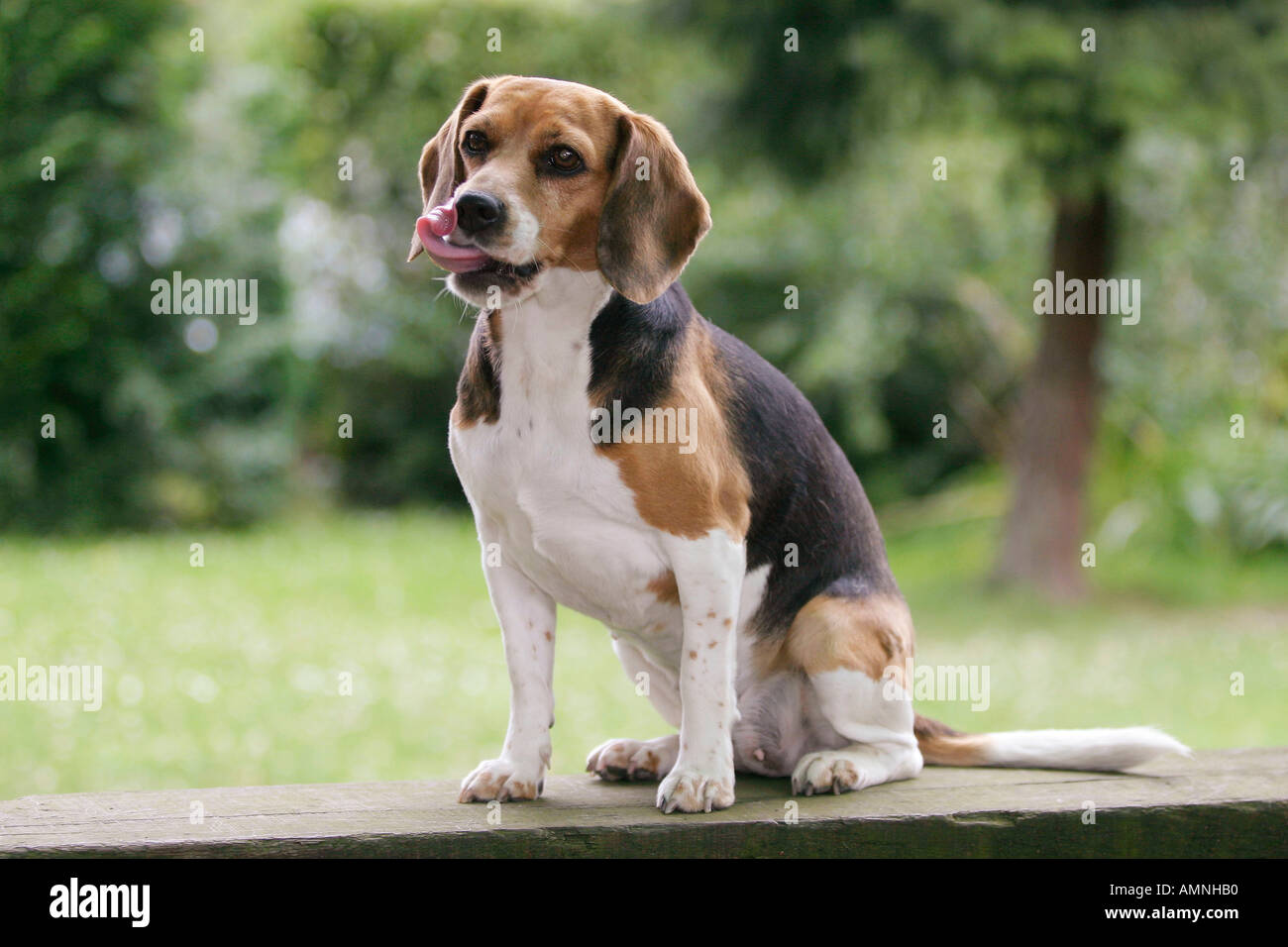 Beagle aussen outdoor freistellbar Stock Photo - Alamy