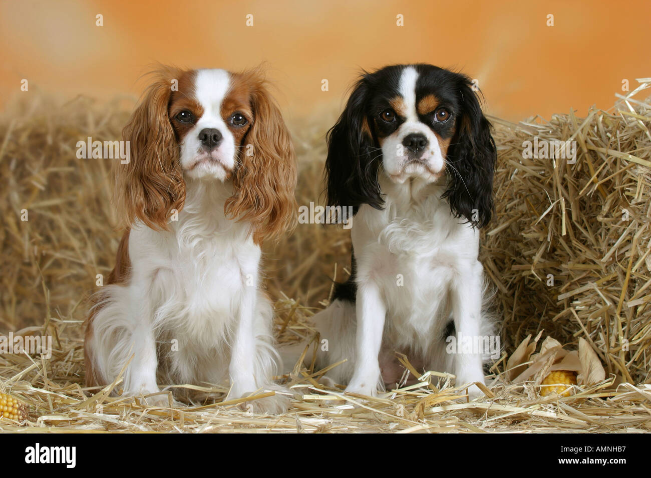 Cavalier King Charles Spaniel Blenheim and tricolour Cavalier King ...