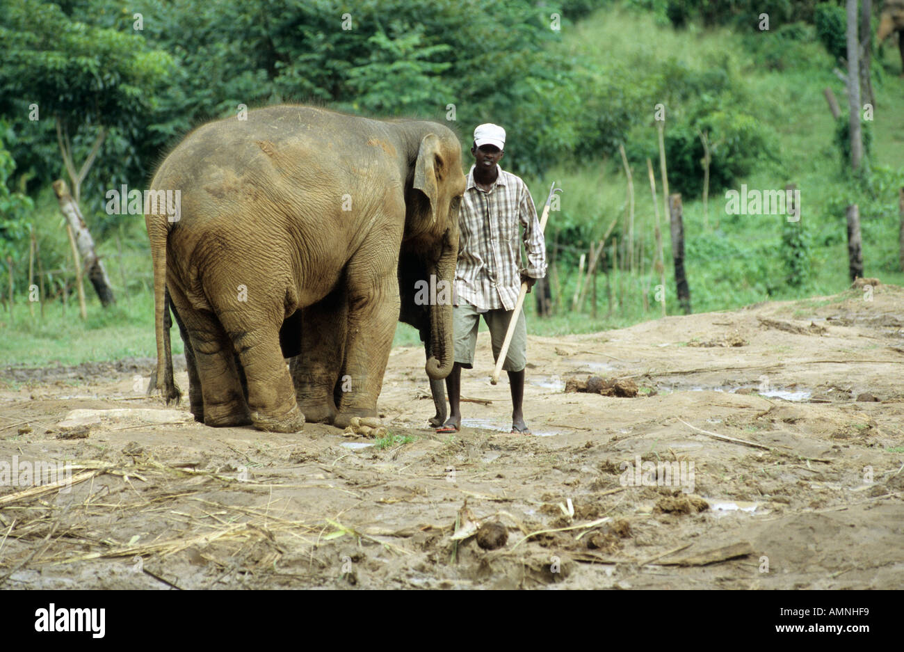 Man standing on indian elephant hi-res stock photography and images - Alamy
