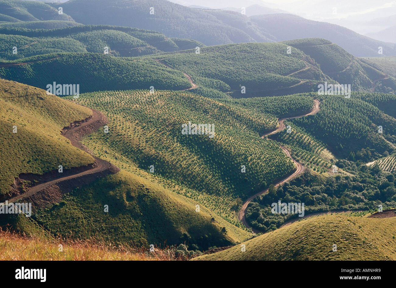 Silviculture, Long Tom Pass, Drakensberg, South Africa Stock Photo - Alamy
