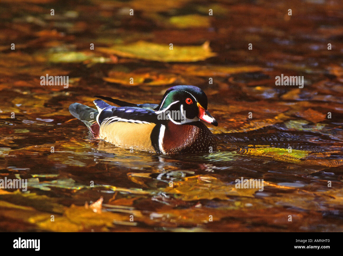 Wood Duck in water and fall leaves Stock Photo - Alamy