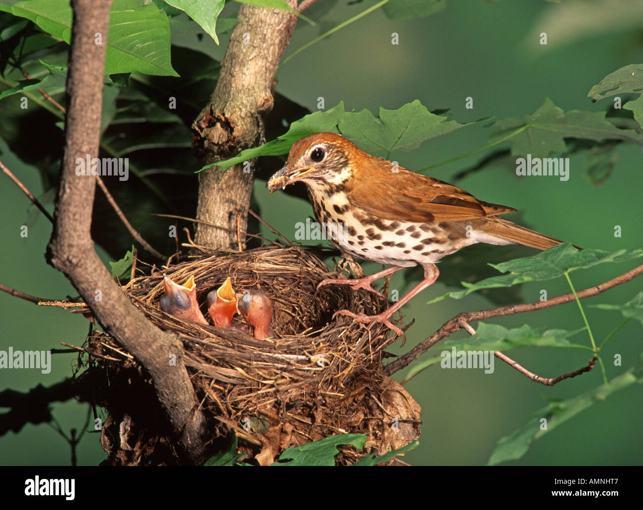 Wood Thrush Feeding Nestlings Stock Photo - Alamy