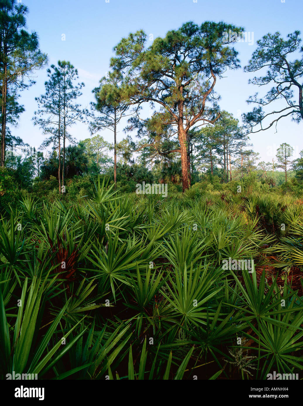 Florida Everglades, Corkscrew Swamp Sanctuary, Florida, USA Stock Photo ...