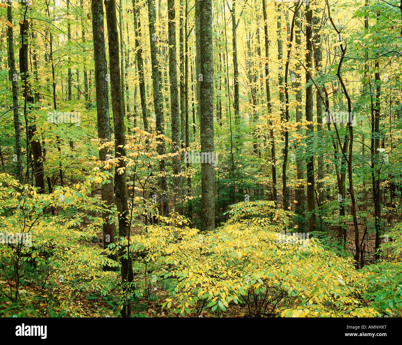 Forest, Great Smoky Mountains National Park, Tennessee, USA Stock Photo ...