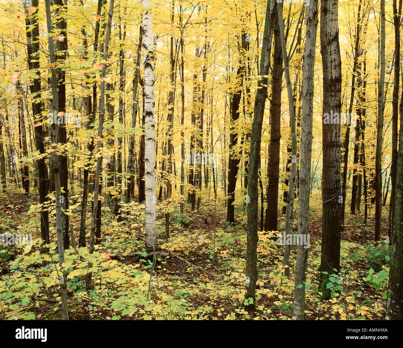 Forest, Algonquin Provincial Park, Ontario, Canada Stock Photo - Alamy