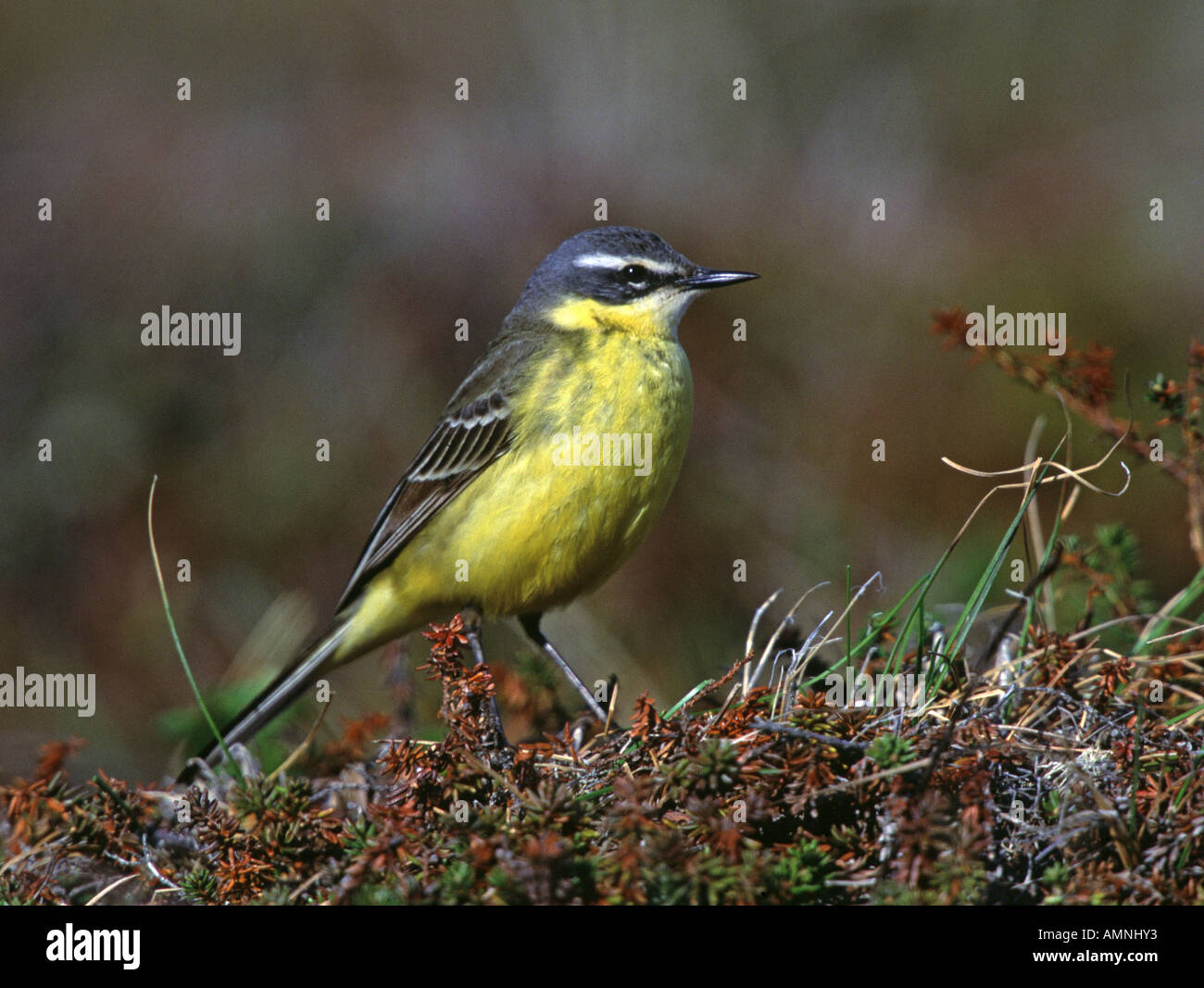 American yellow wagtail hi-res stock photography and images - Alamy