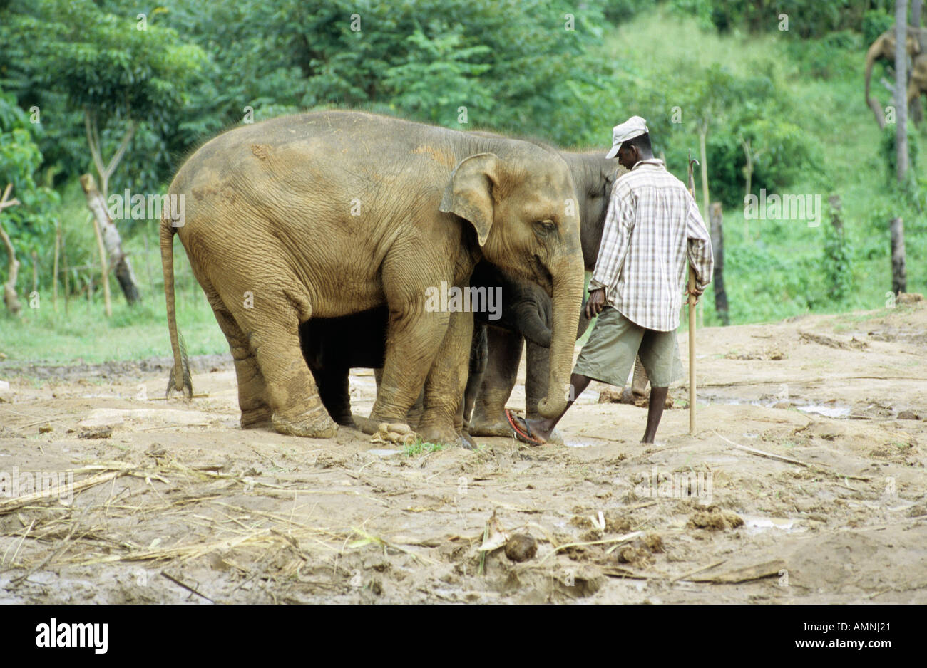 Man standing on indian elephant hi-res stock photography and images - Alamy