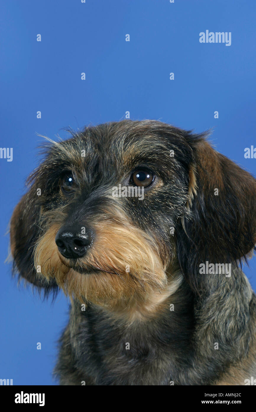 Wirehaired Dachshund Rauhaardackel Zwergrauhaardackel Dackel Teckel ...