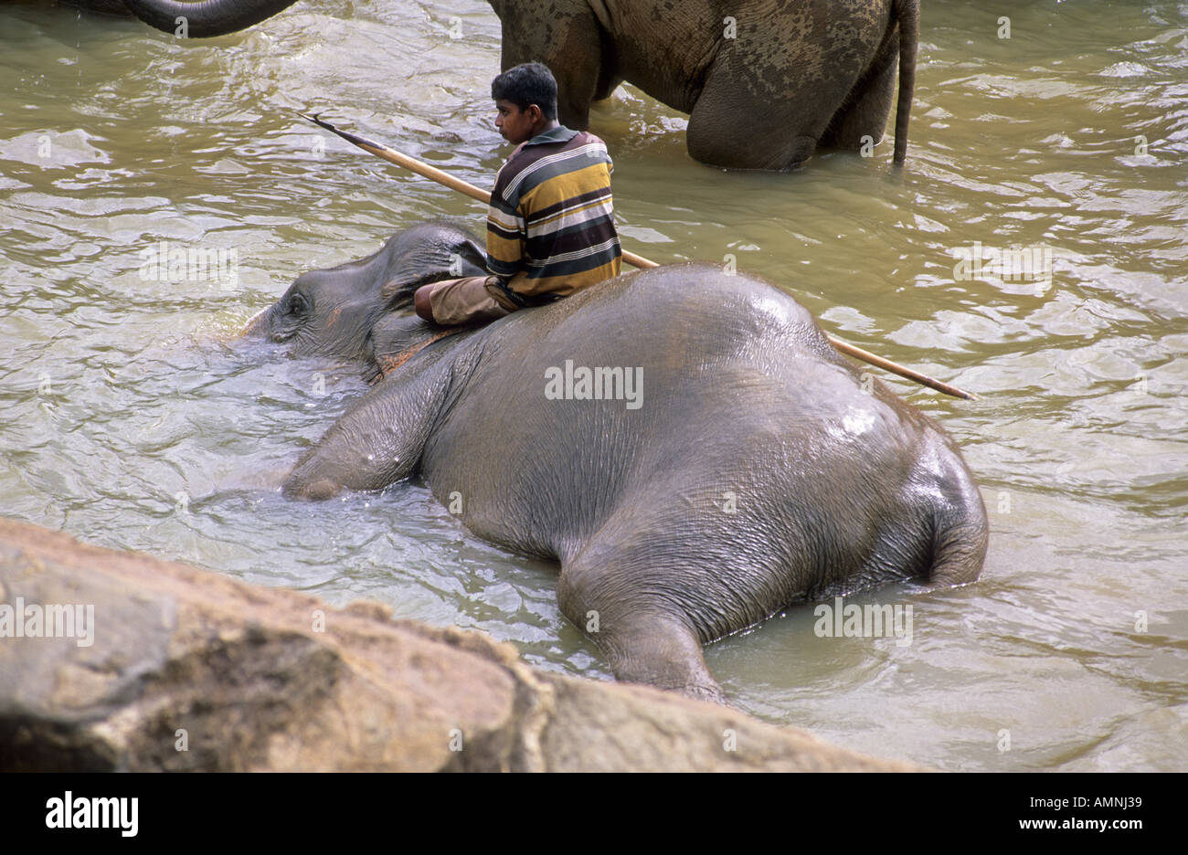 Man standing on indian elephant hi-res stock photography and images - Alamy