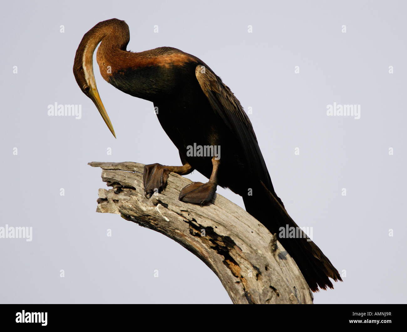 African Darter Snake Bird Stock Photo - Alamy
