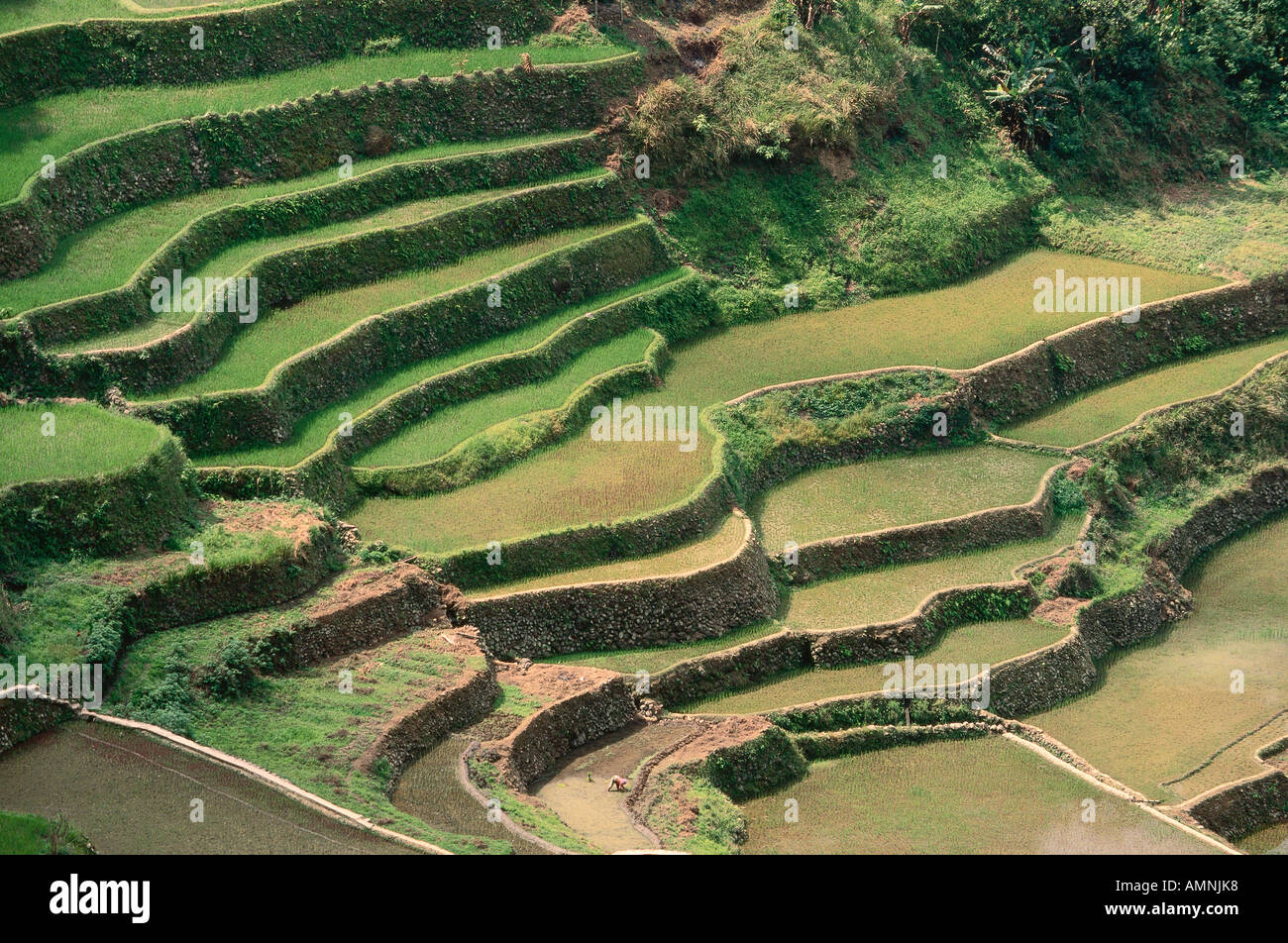 Terrace Farming Southeast Asia High Resolution Stock Photography and ...