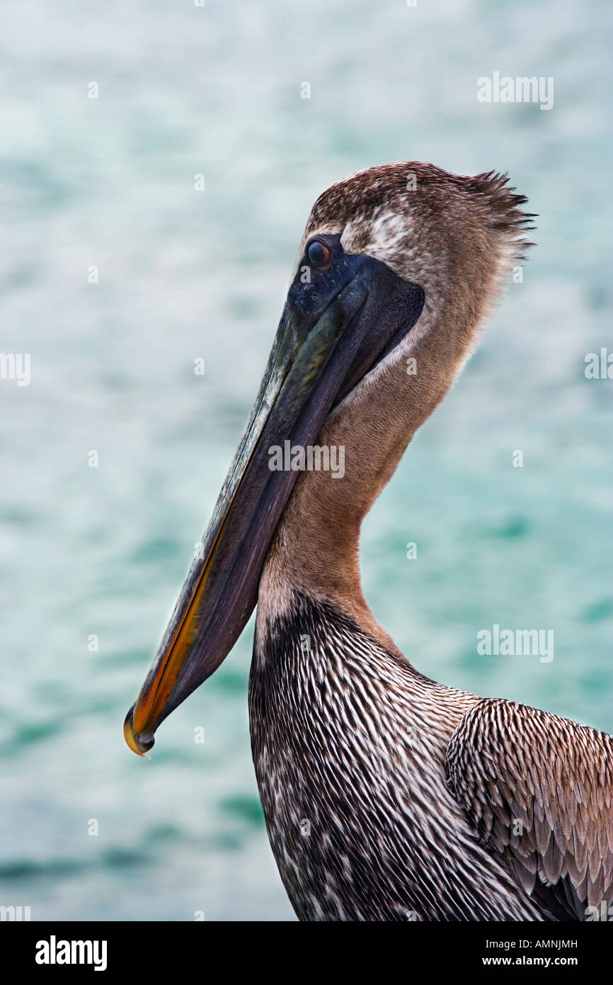Sideview of pelican hi-res stock photography and images - Alamy