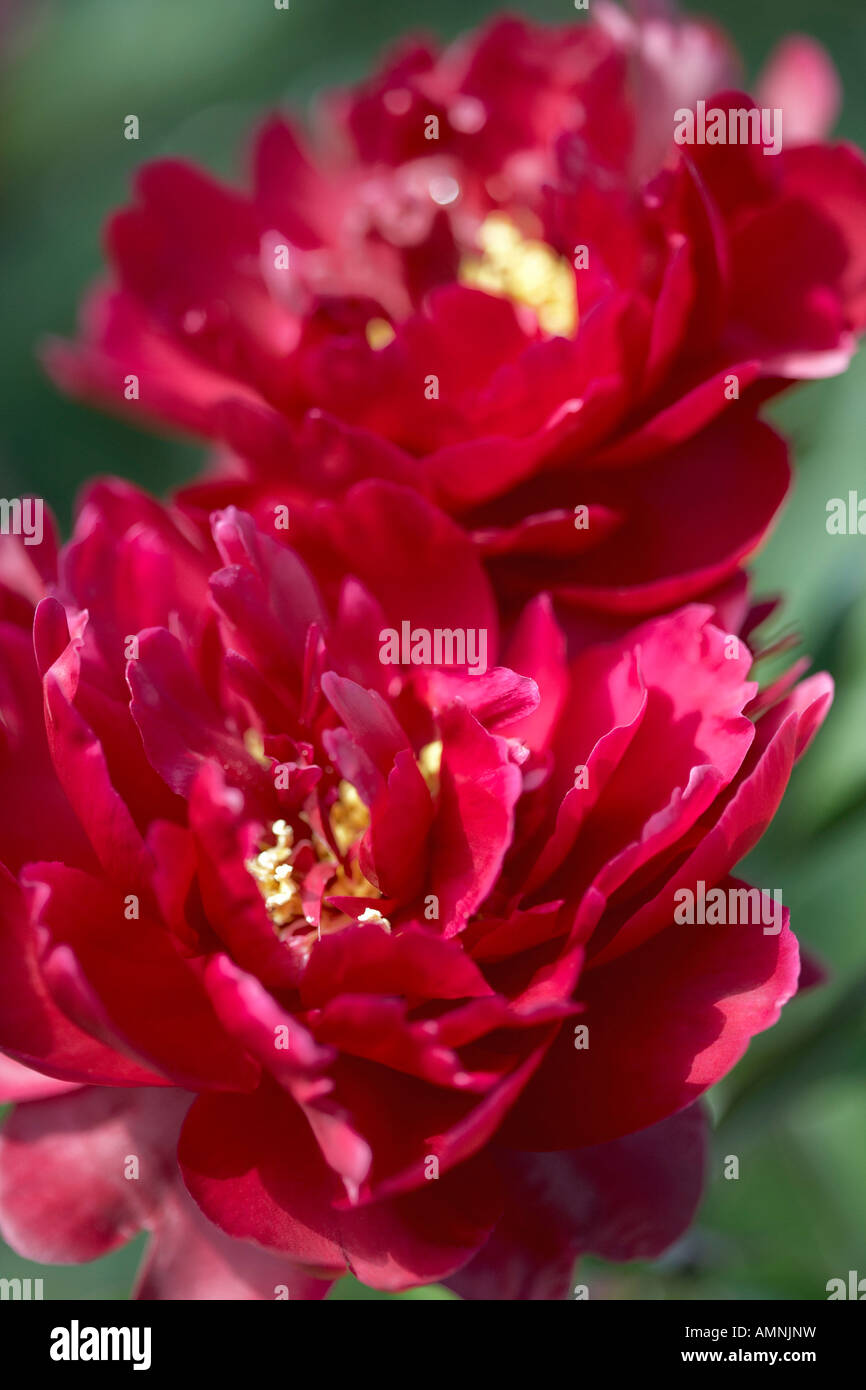 Red Herbaceous Peonies Stock Photo - Alamy