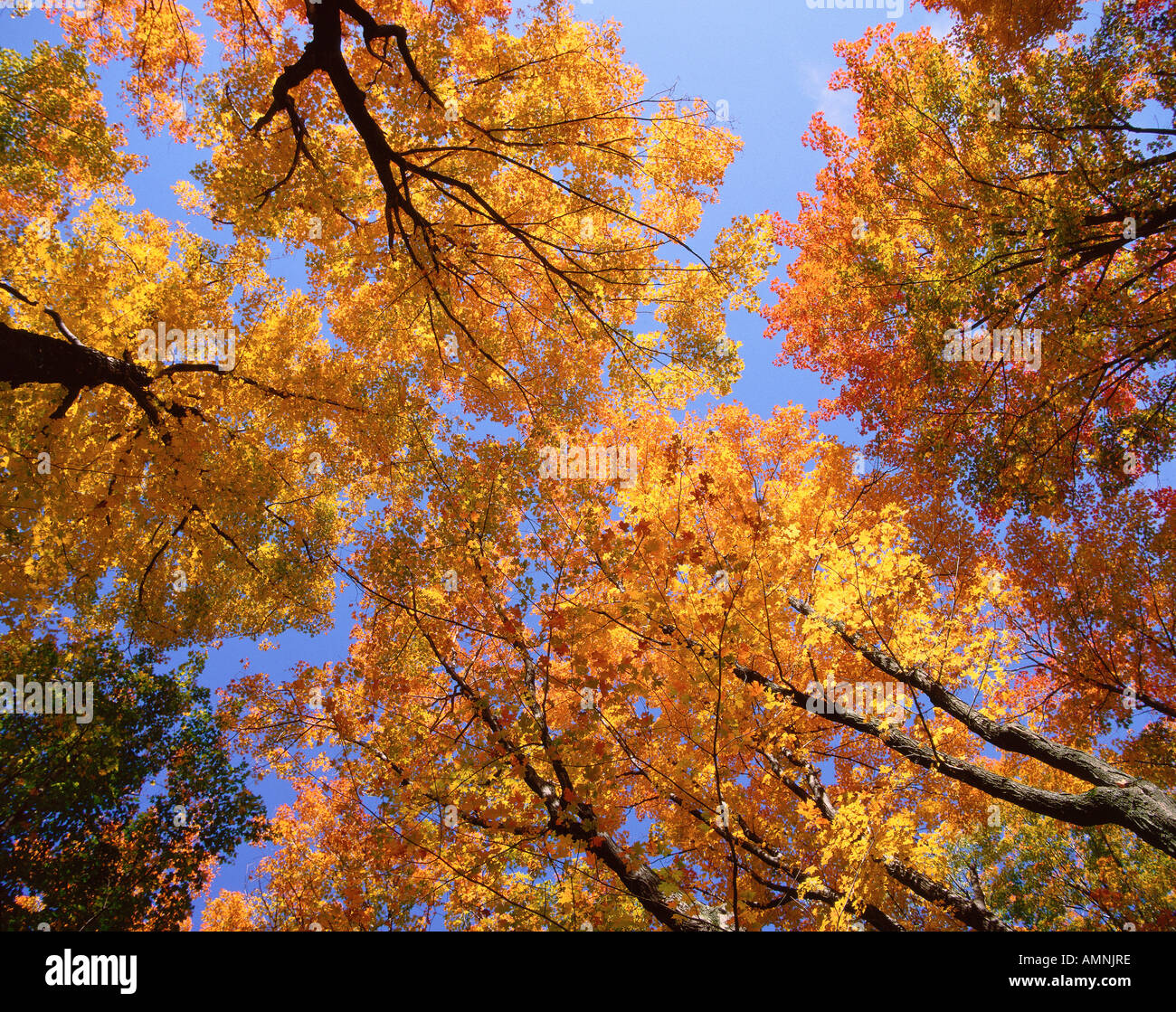 Fall Colours, Gatineau Park, Quebec, Canada Stock Photo - Alamy