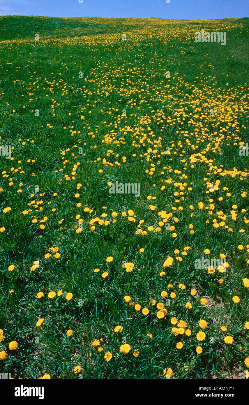 Bloomfield canada hi-res stock photography and images - Alamy