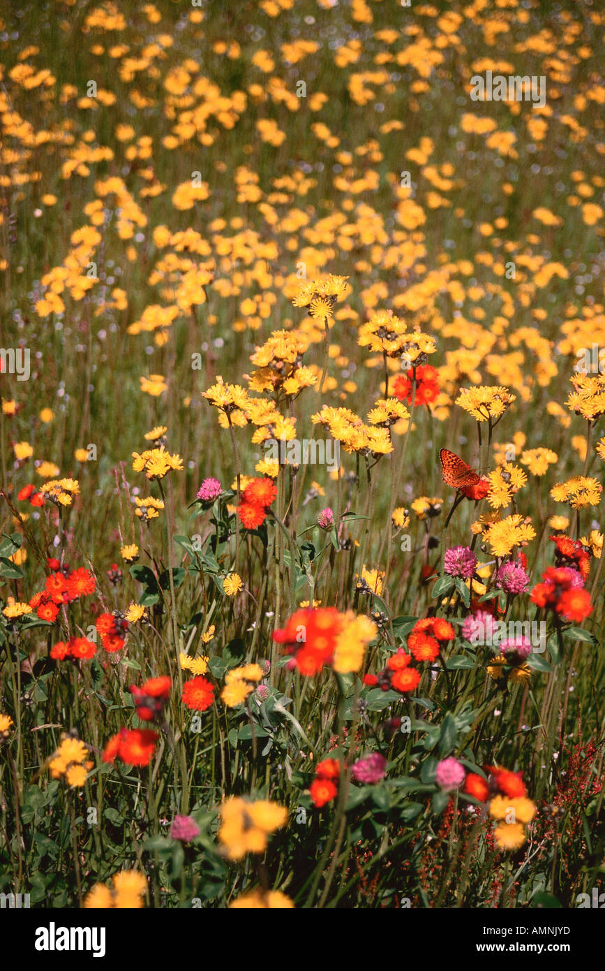 Canadian hawkweed hi-res stock photography and images - Alamy