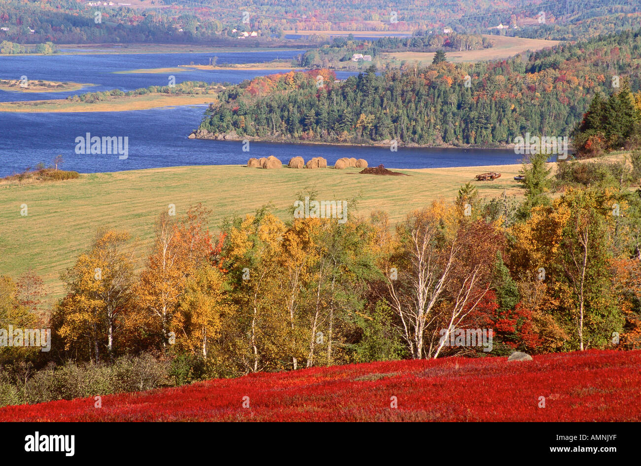 Hillside blueberry hi-res stock photography and images - Alamy