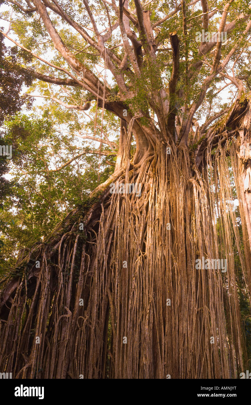 Curtain Fig Tree, Atherton Tablelands, Queensland, Australia Stock ...