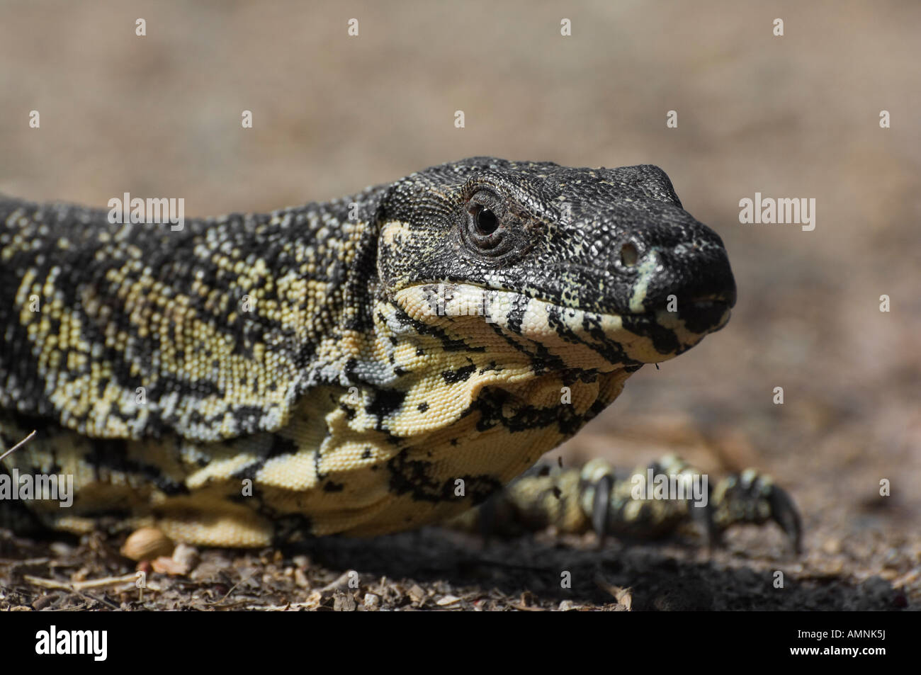 Goanna australia hi-res stock photography and images - Alamy