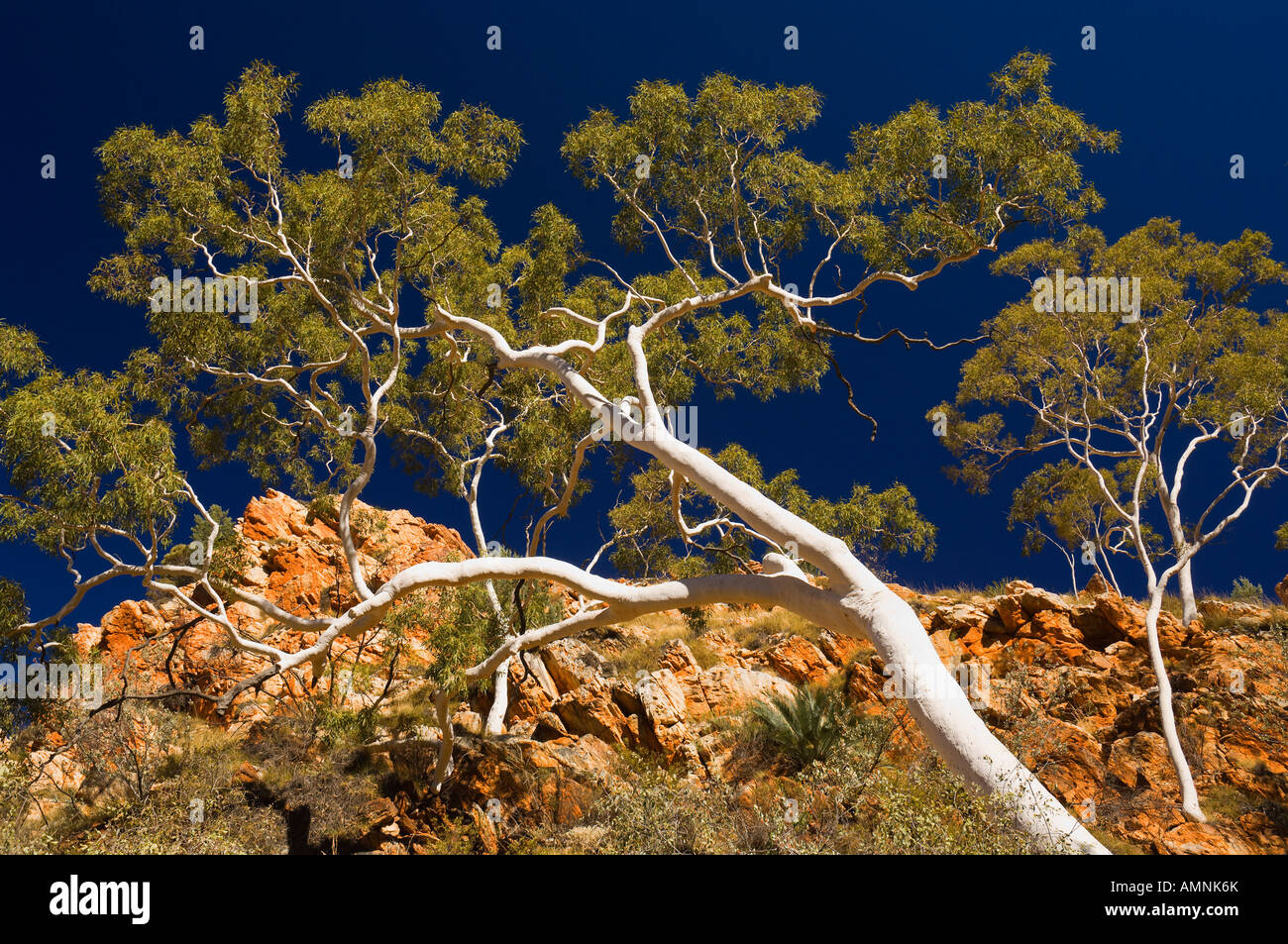 Ghost Gum Tree and West MacDonnell Ranges, West MacDonnell National ...