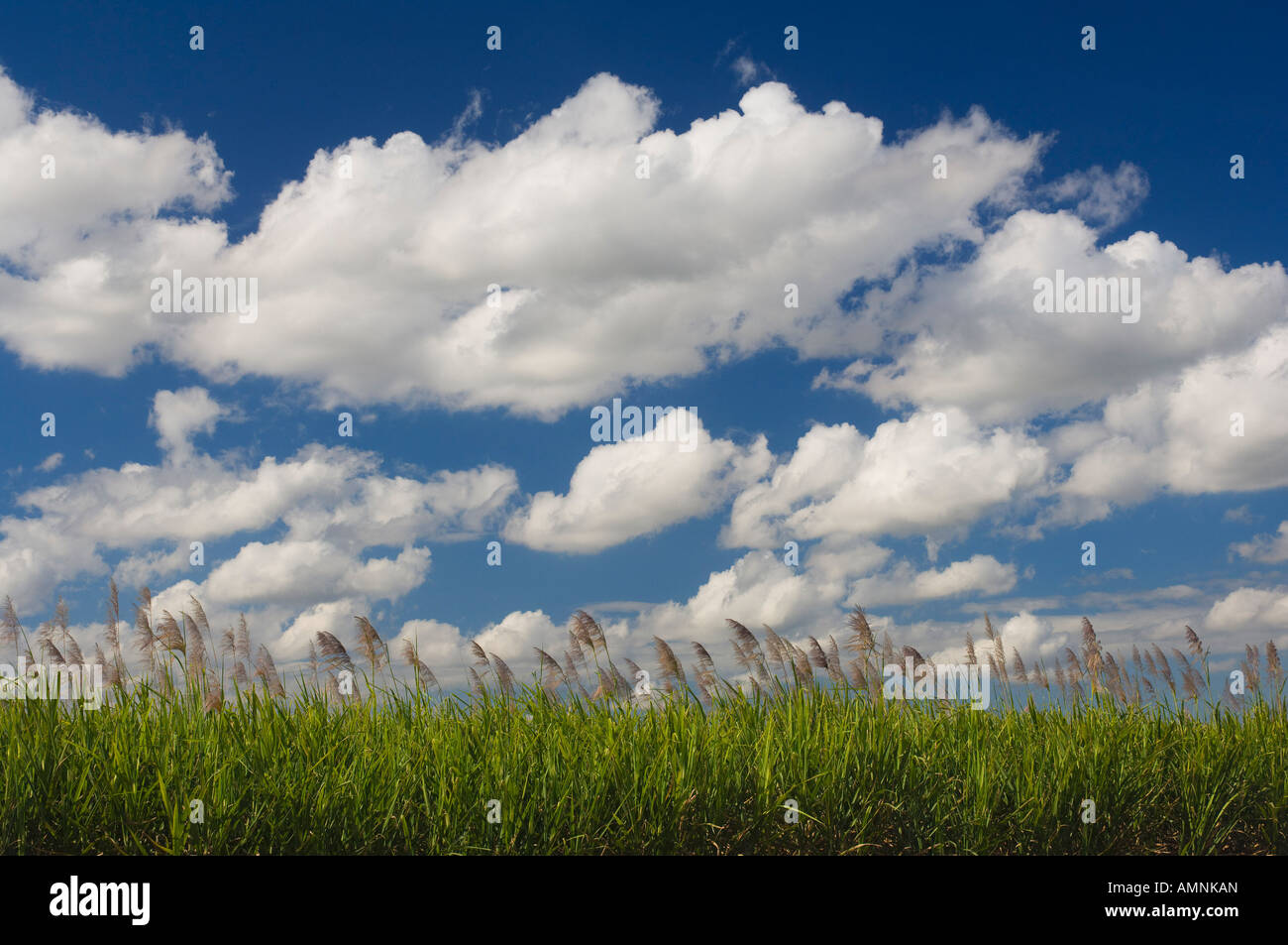 Sugar Cane Field, Ingham, Queensland, Australia Stock Photo - Alamy
