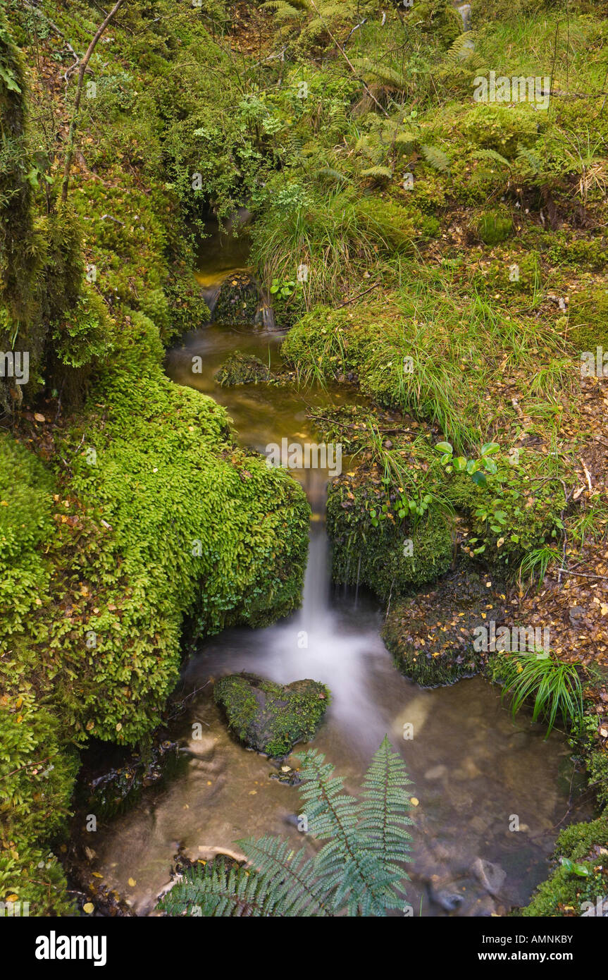 Creek, Lewis Pass, South Island, New Zealand Stock Photo - Alamy