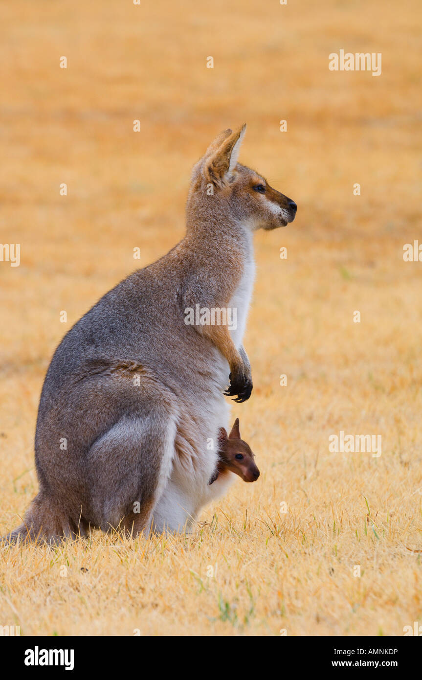 Red Necked Wallaby and Joey, Queensland, Australia Stock Photo - Alamy