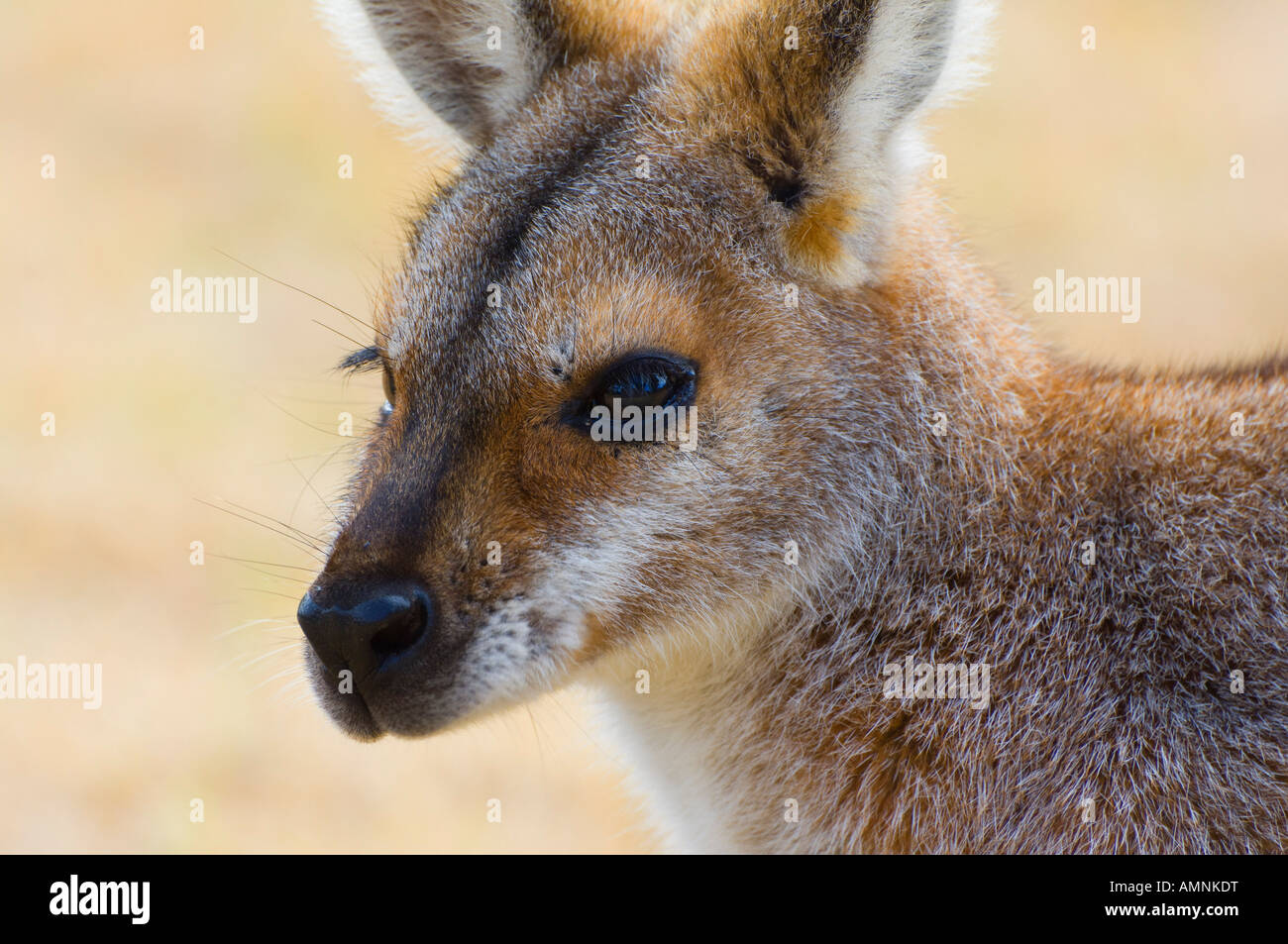Red Necked Wallaby, Queensland, Australia Stock Photo - Alamy