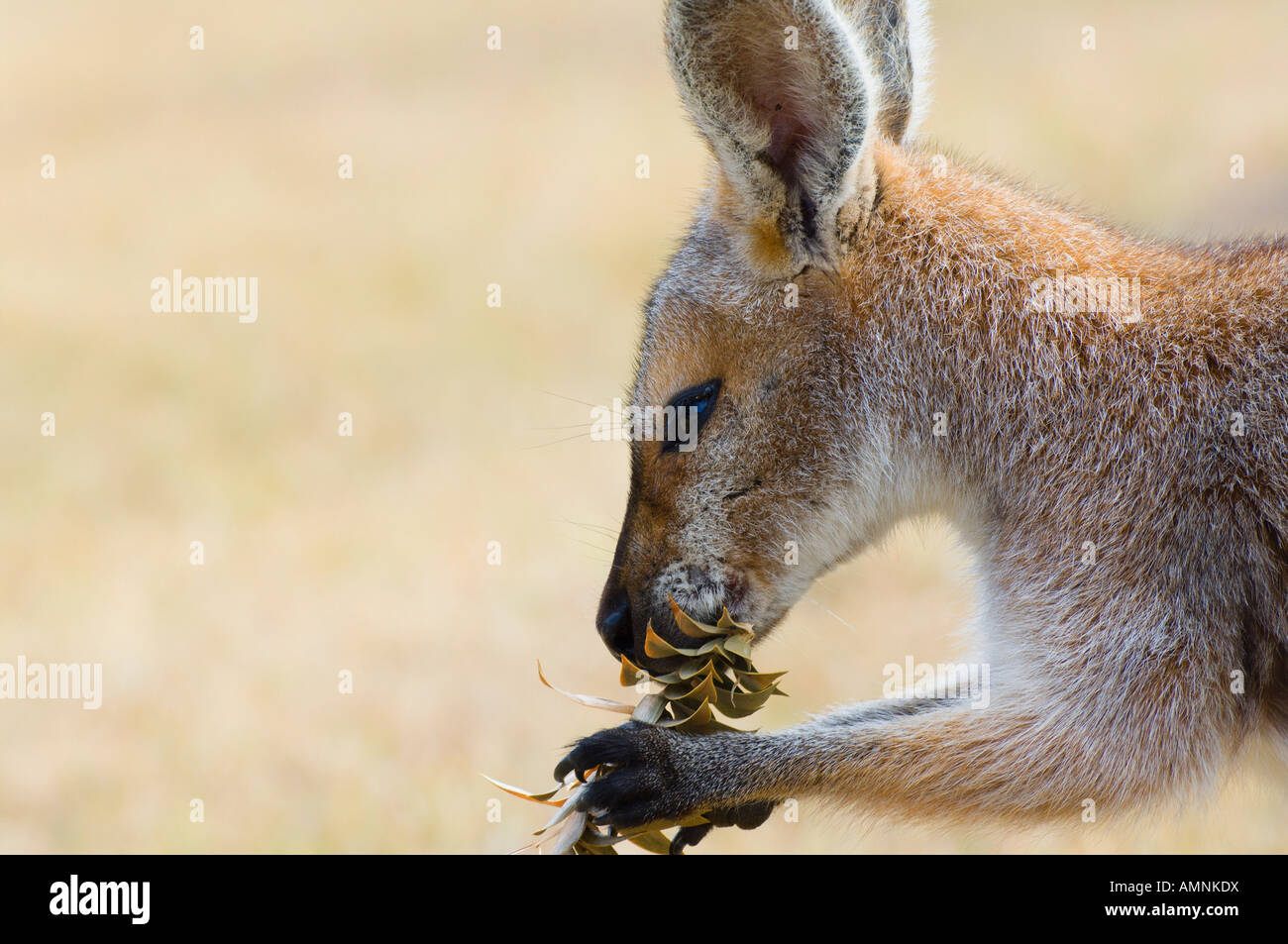 Red Necked Wallaby, Queensland, Australia Stock Photo - Alamy