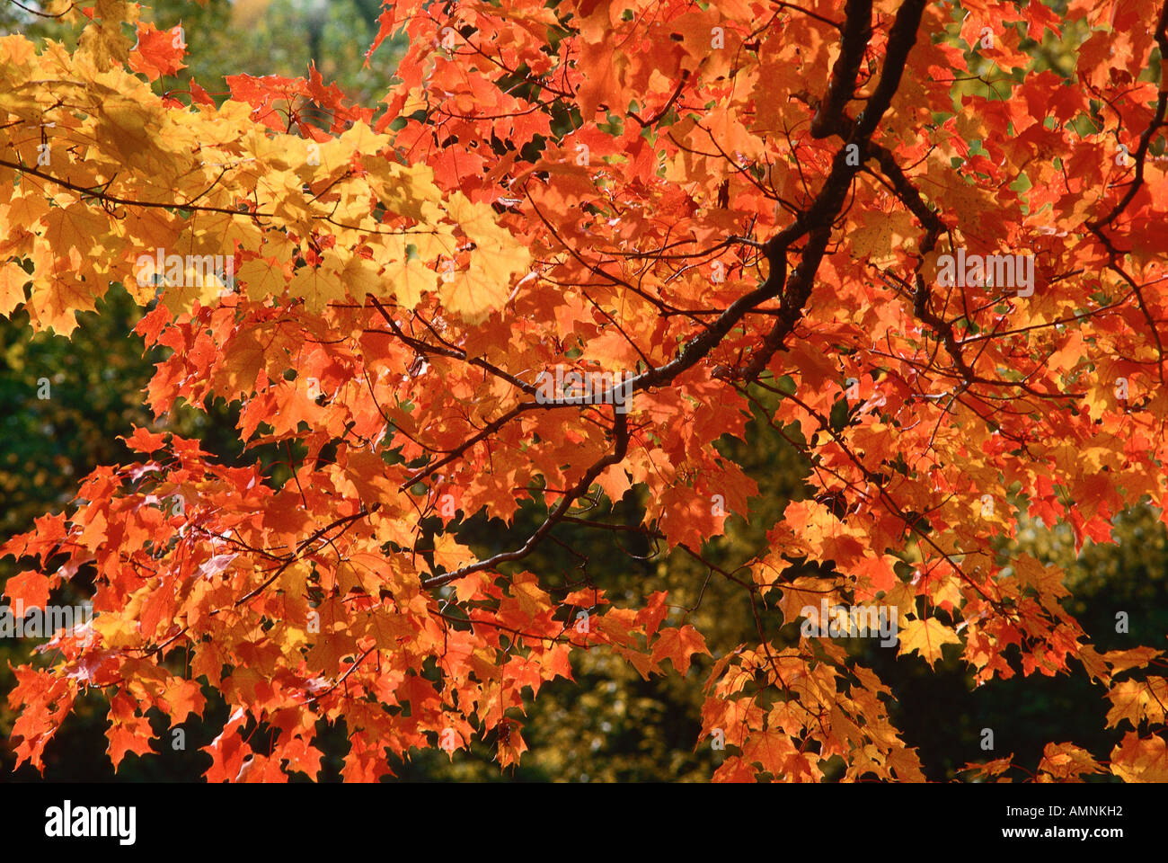 Fall Leaves on Tree, Pollett River, New Brunswick, Canada Stock Photo ...