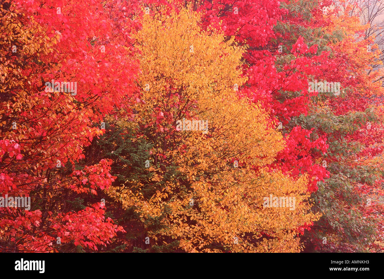 Fall colors in new brunswick hi-res stock photography and images - Alamy
