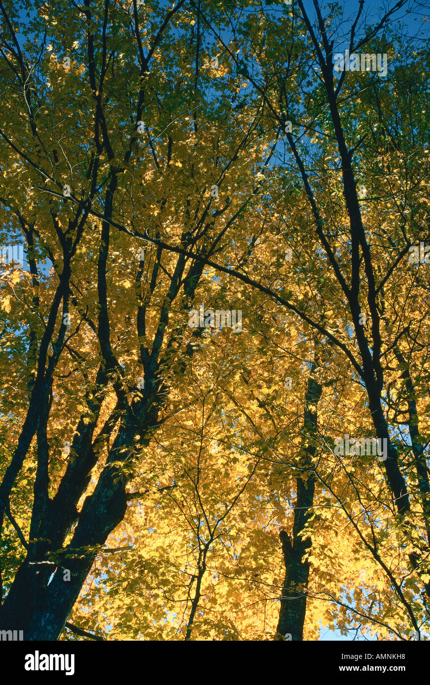 Shot looking up maple tree hi-res stock photography and images - Alamy