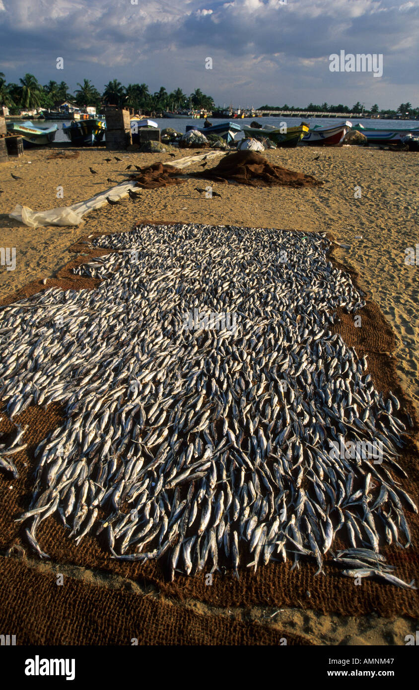 Negombo region hi-res stock photography and images - Alamy