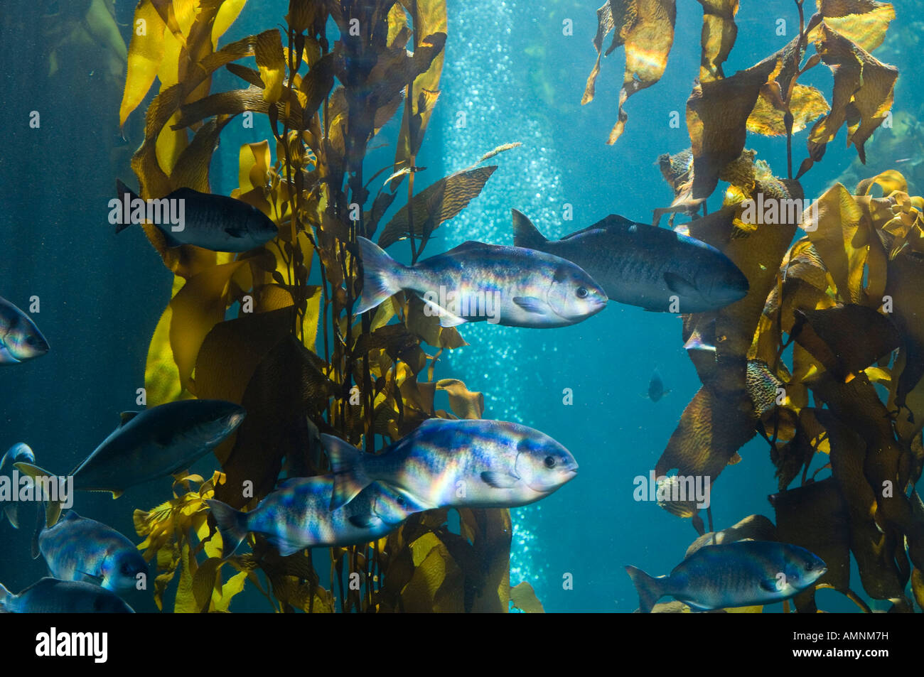 Fish in Aquarium Stock Photo - Alamy