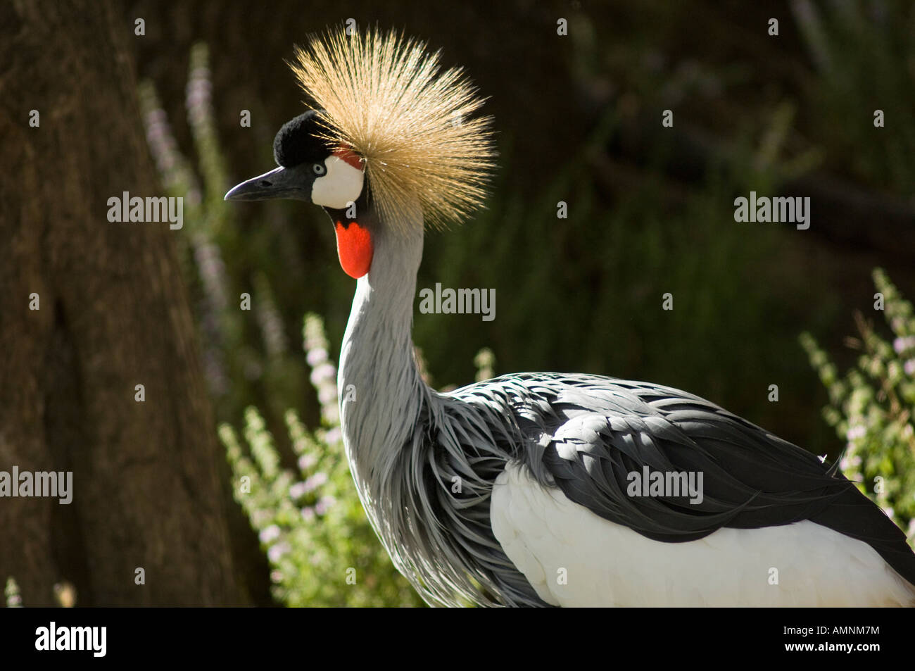 Portrait of Bird Stock Photo - Alamy