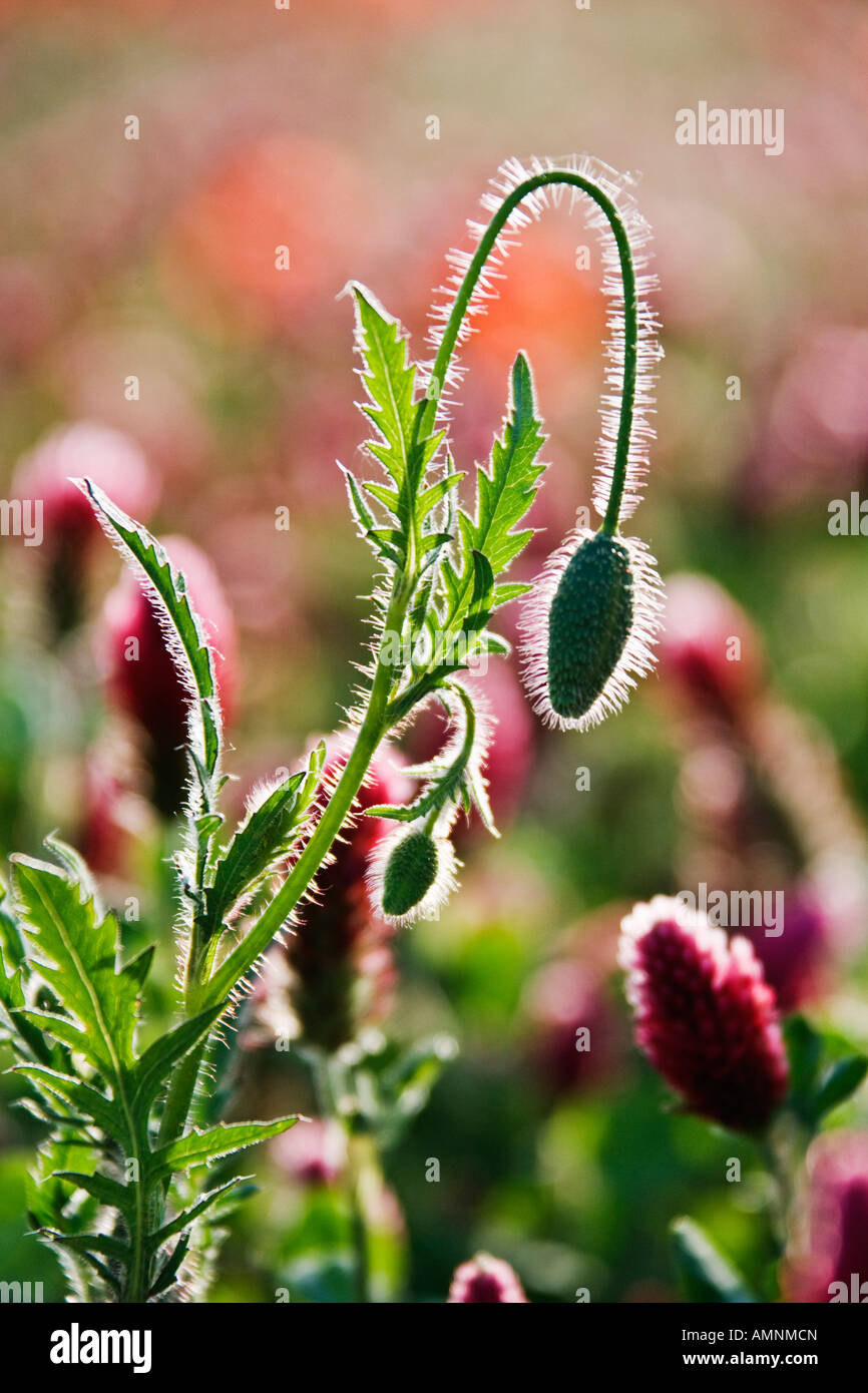 Flower Bud in Meadow, Tuscany, Italy Stock Photo - Alamy