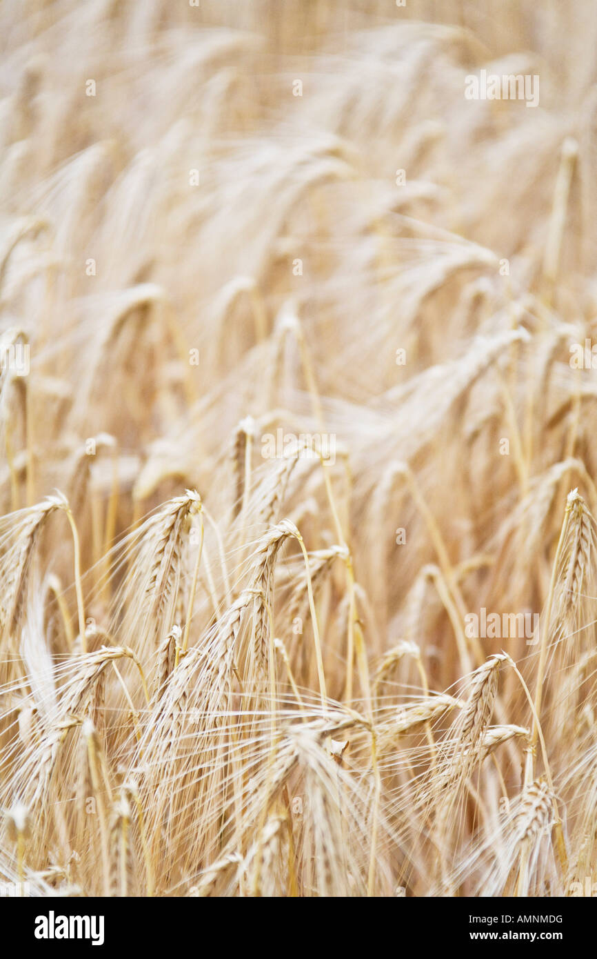 Close-Up of Wheat Stock Photo - Alamy